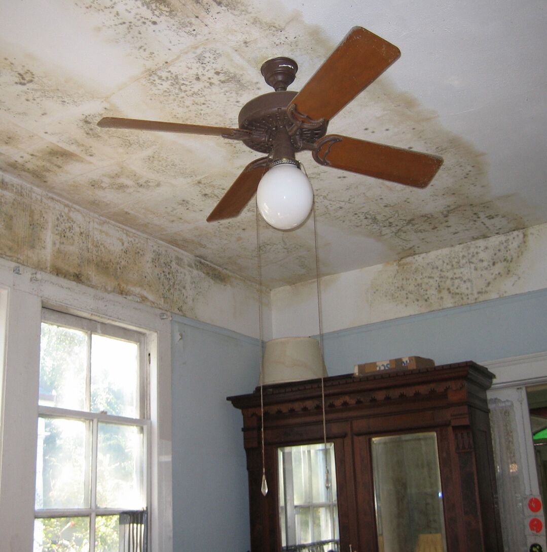 Our Services | Absolute Inspection